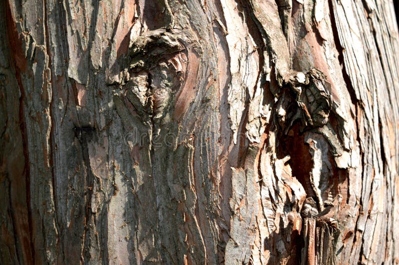 The Skin of the Tree. Unique Nature from Forest and City Park. the Skin ...