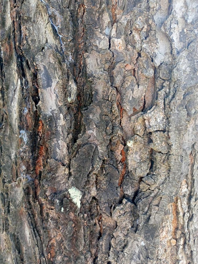 Skin treee in the tree stock photo. Image of treee, skin - 223786128
