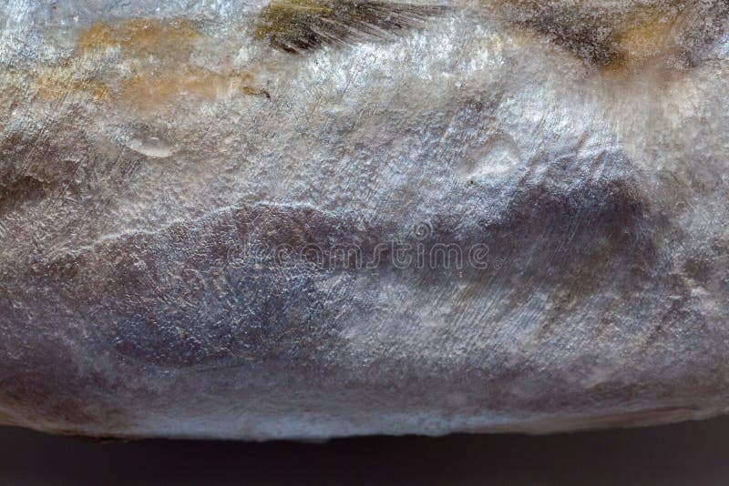 Skin of tuna fish stock image. Image of fishing, objects - 108134051