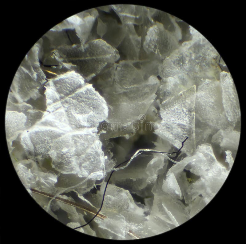 Skin Under the Microscope, Background Stock Image - Image of people ...