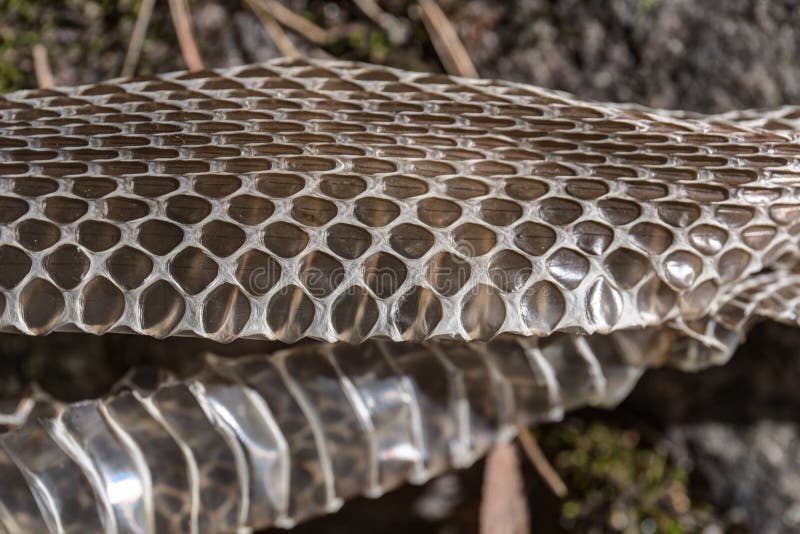 Snake skin stock photo. Image of textured, pattern, camouflage - 5586168