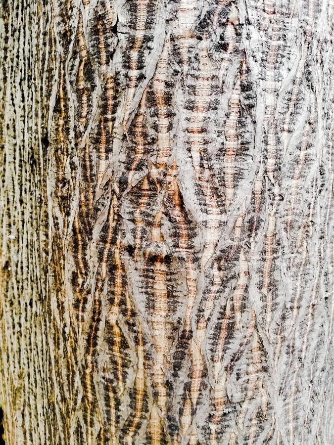 Long tree stock photo. Image of wood, long, tree, texture - 106288240
