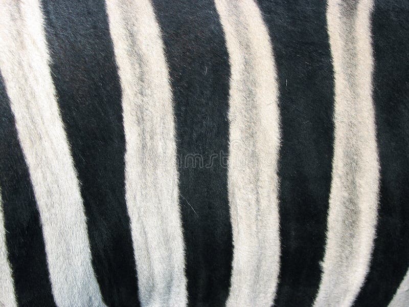 Zebra Skin stock image. Image of detail, pelt, hide, frame - 10797011