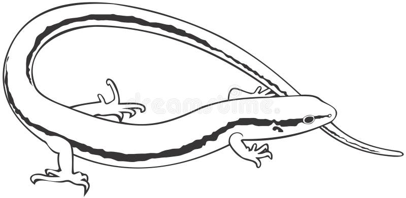 Skink Stock Illustrations – 350 Skink Stock Illustrations, Vectors ...