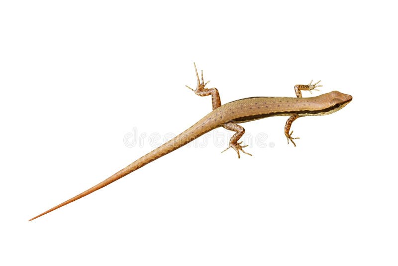 Skink stock image. Image of reptile, white, macro, wildlife - 25493183