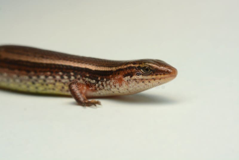 Skink Close-up, Skink Macro Image on a White Background Stock Photo ...