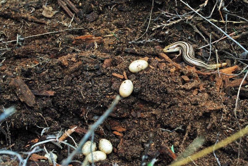 Skink with eggs stock image. Image of adult, eggs, dirt - 43286641