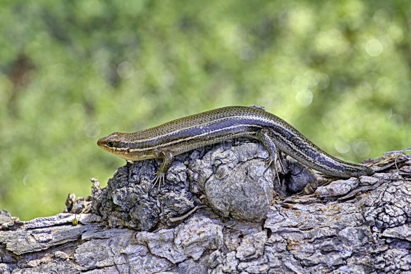 5 Lined Skink Lizard Stock Photos - Free & Royalty-Free Stock Photos ...