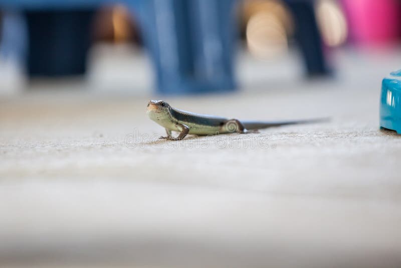 An skink lizard stock photo. Image of tropical, tail - 118286636