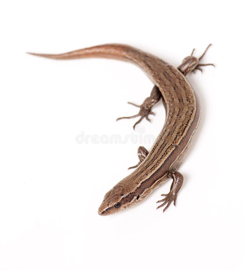 Skink stock photo. Image of rare, skink, animal, lizard - 58678610