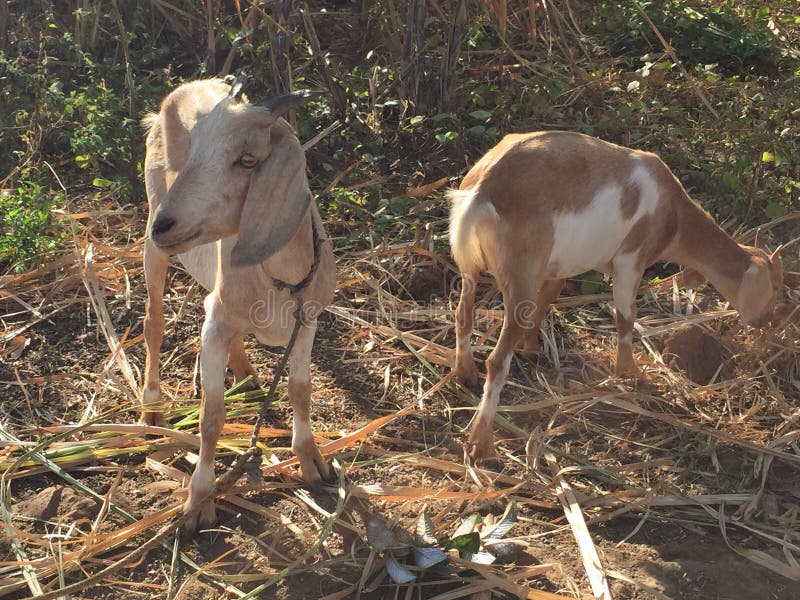 Skinny goat stock image. Image of white, ears, stained - 15331565