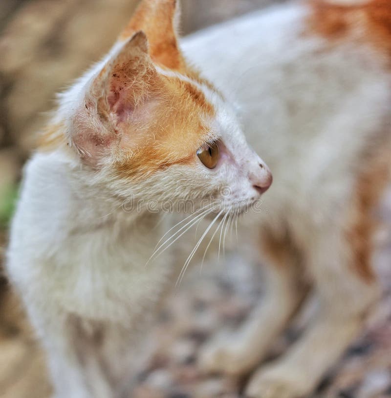 Skinny and Neglected Stray Cat Stock Image - Image of snout, neglected ...