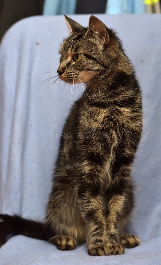 Skinny Black Pussy Dripping Stock Photos - Free & Royalty-Free Stock ...