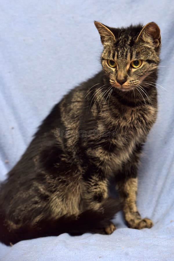 Skinny Black Pussy Dripping Stock Photos - Free & Royalty-Free Stock ...