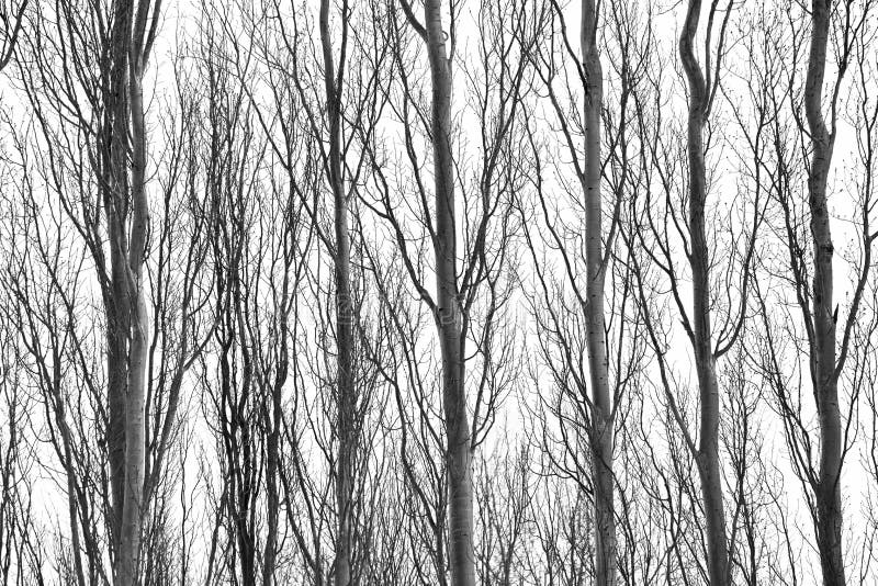 Skinny tree trunks stock photo. Image of branches, black - 66226616