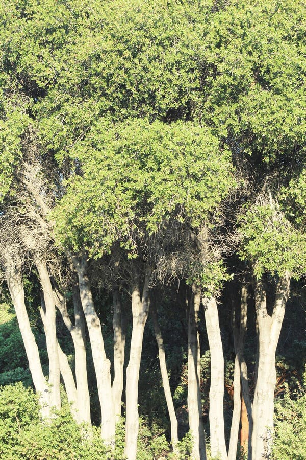 Skinny Trees on the Bog - Shot with Analogue Film Stock Photo - Image ...