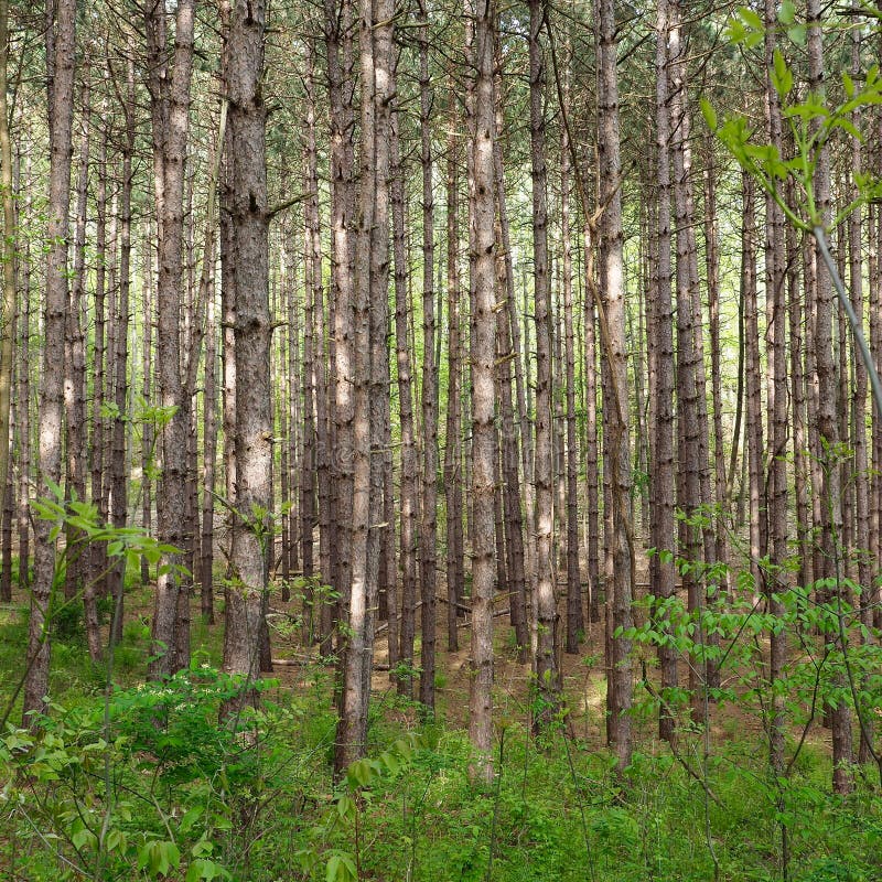 Skinny Trees on the Bog - Shot with Analogue Film Stock Photo - Image ...