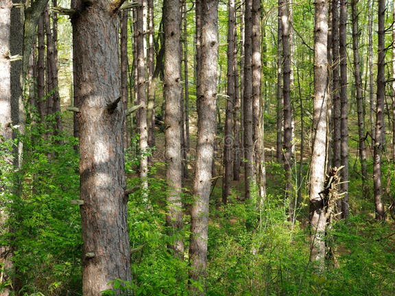 Skinny Trees stock photo. Image of green, trees, woods - 94426358