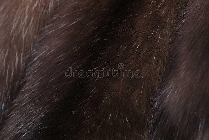 Skins of Natural Fur Sable. Stock Image - Image of cold, siberia: 183652583