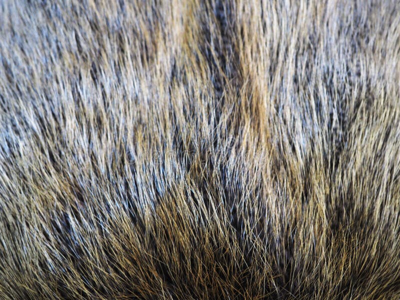 Skins of Natural Long-pile Fur Stock Image - Image of hairy, natural ...