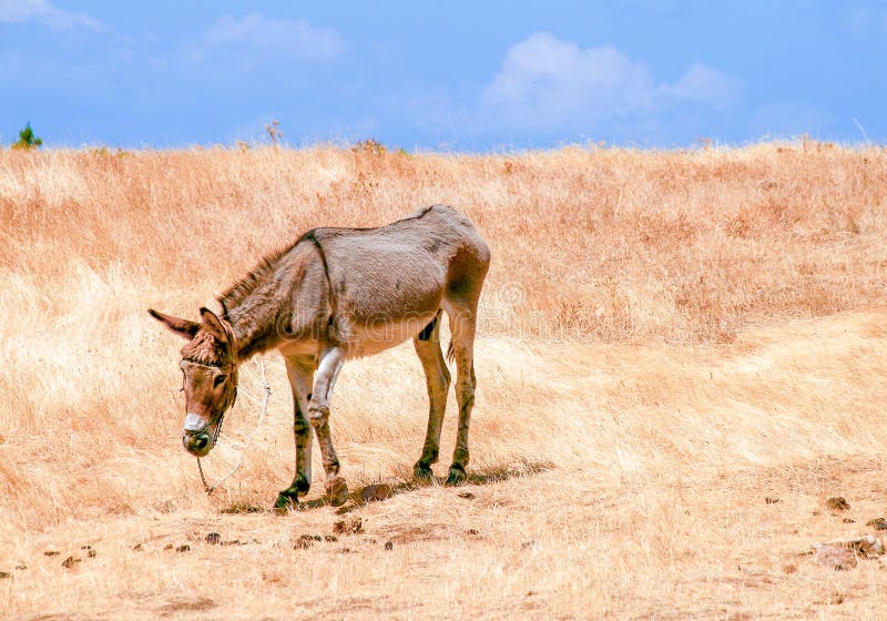Donkey Under Hot Sun Stock Photos - Free & Royalty-Free Stock Photos ...