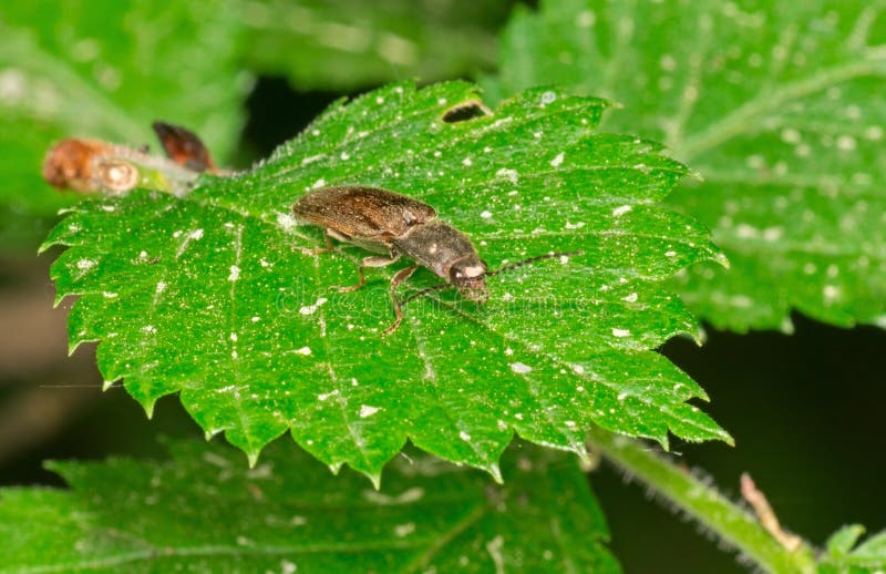 Skipjack beetle on a leaf stock photo. Image of head - 34669618