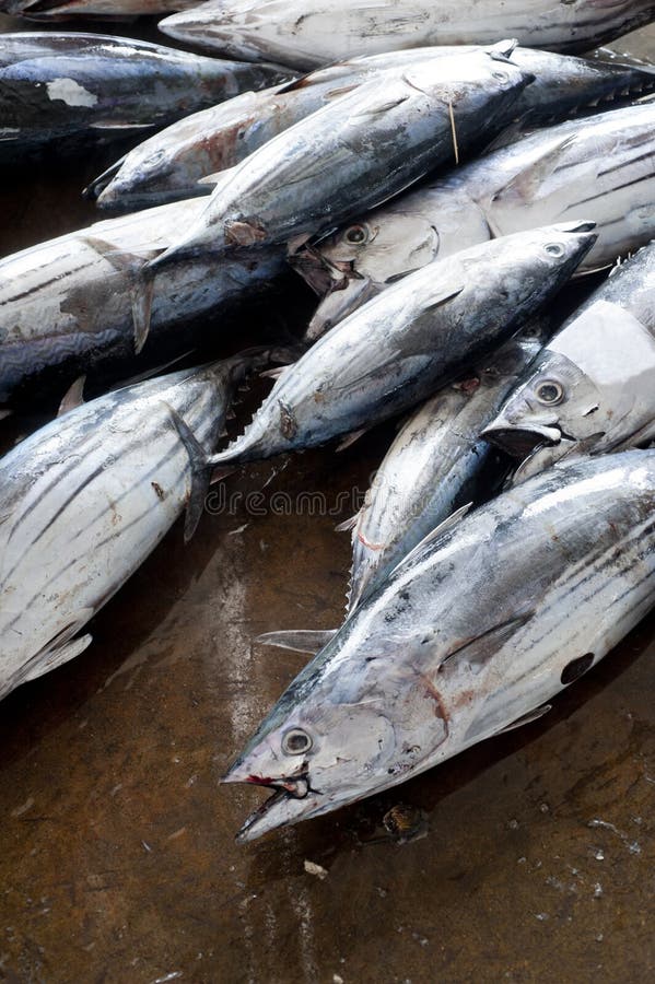 Skipjack tuna stock image. Image of skipjack, caught - 26754557