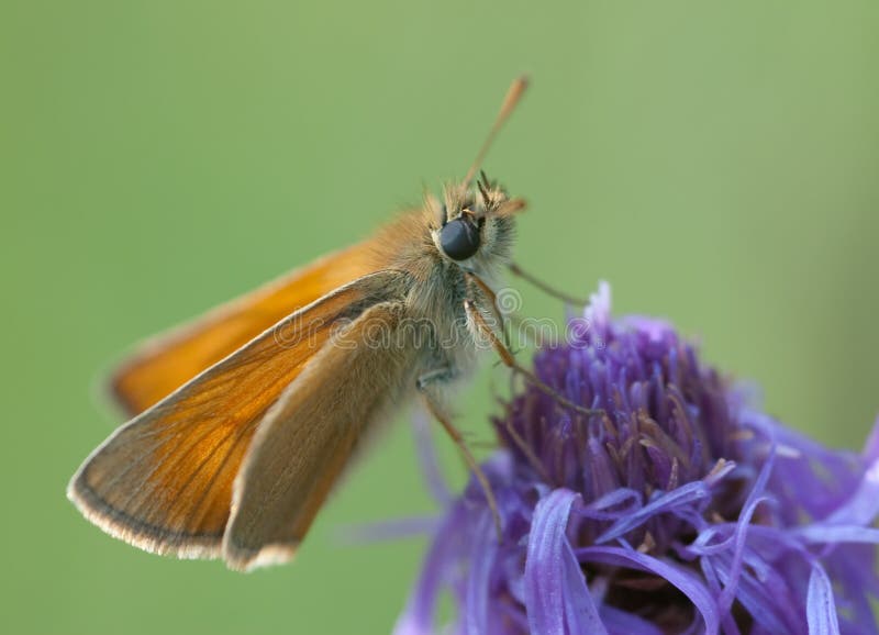 Skipper stock photo. Image of butterfly, animal, hesperiidae - 26391714
