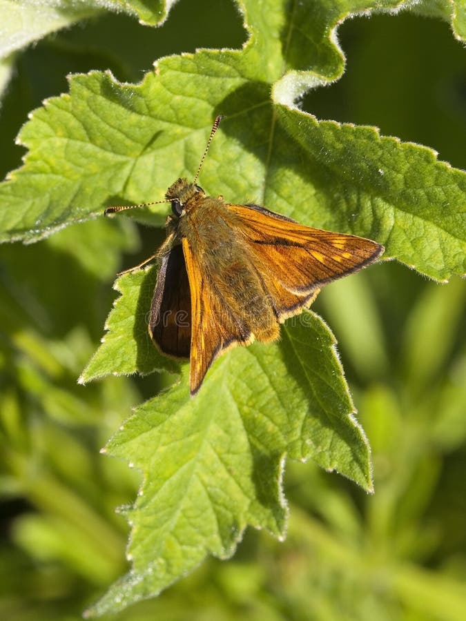 Skipper butterfly stock image. Image of flora, wild, nature - 19849491