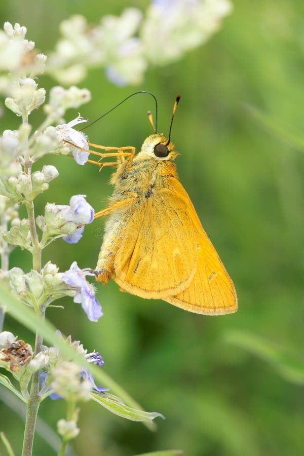 Hesperia Comma / Silver-spotted Skipper Butterfly Stock Photo - Image ...