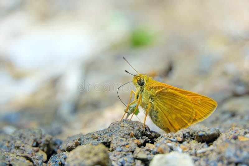 Skipper butterfly stock photo. Image of macro, insects - 41925284