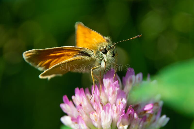 Skipper Butterfly with Folded Proboscis Sits on a Flower Stock Image ...