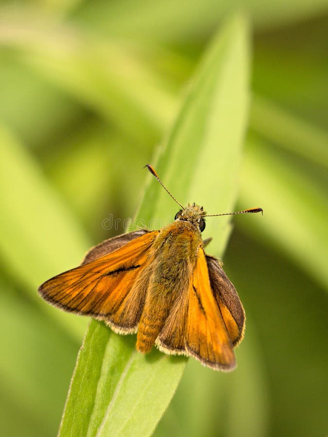 Skipper butterfly stock image. Image of bright, thymelicus - 73586747