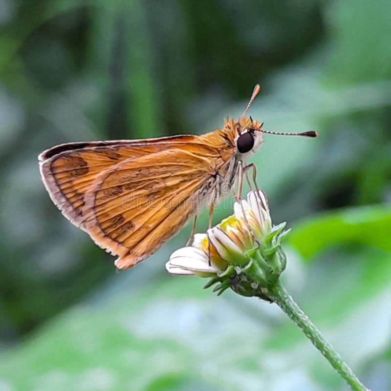 Skipper butterfly stock image. Image of butterfly, flower - 345397459