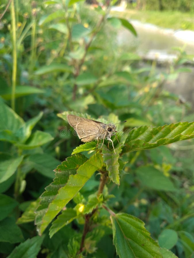 The Skipper Eufala or Rice Adder, is a Butterfly from the Hesperiidae ...