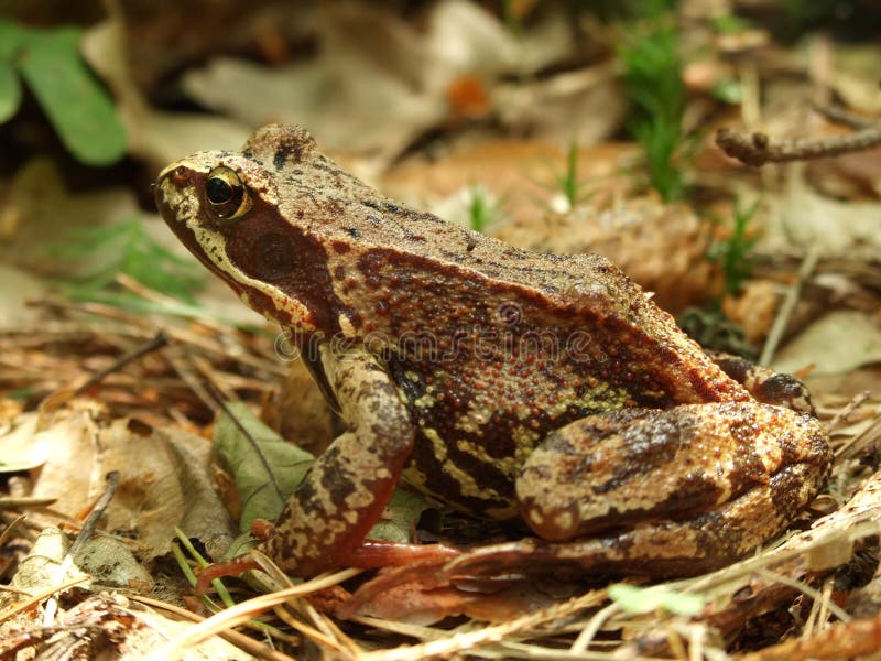 Skipper frog in woods stock image. Image of amphibian - 44288553