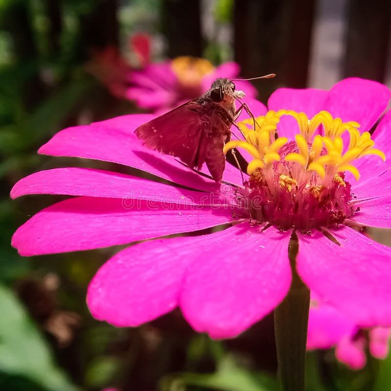Skipper is Sucking Zinnia Flower Nectar Stock Image - Image of leaf ...