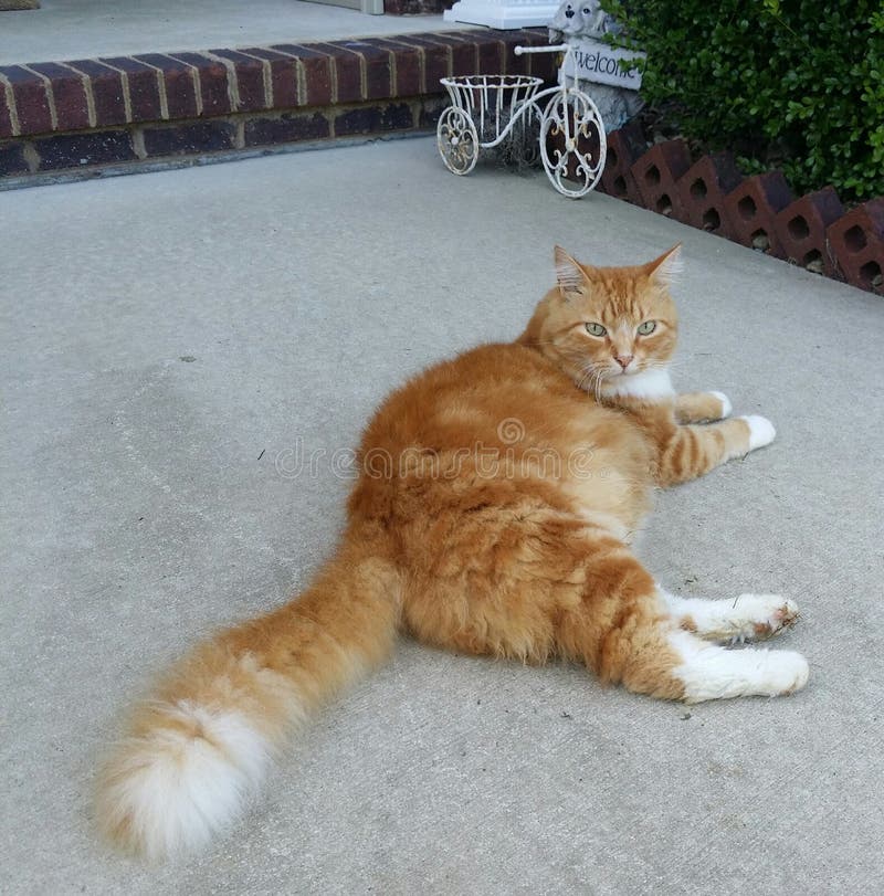 Skippy the Cat stock image. Image of gentle, giant, animal - 44634481