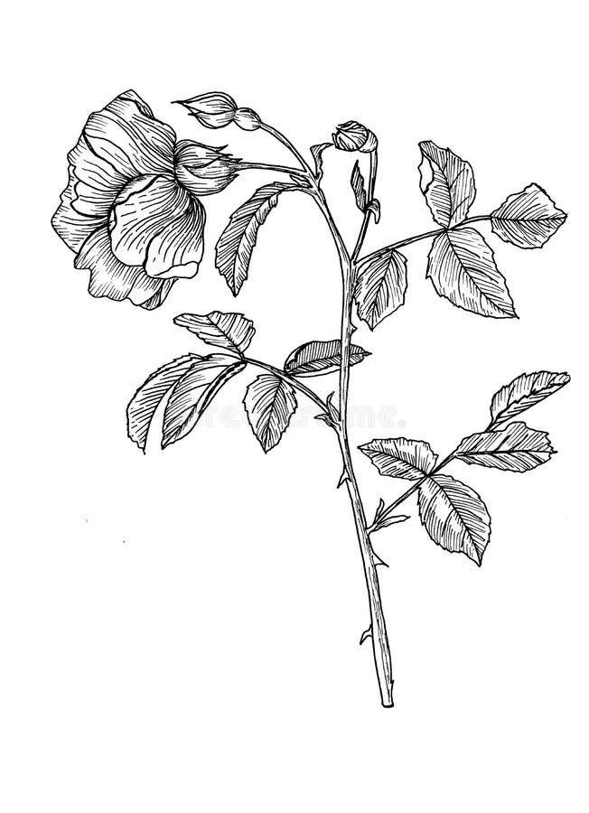 Skissa Av Blomman Steg Tecknad Hand Stock Illustrationer - Illustration ...