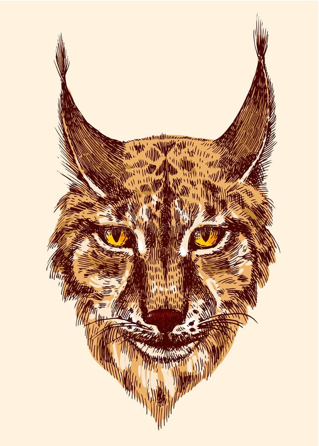 Lodjur Stock Illustrationer, Vektorer, & Clipart – (3,622 Stock ...