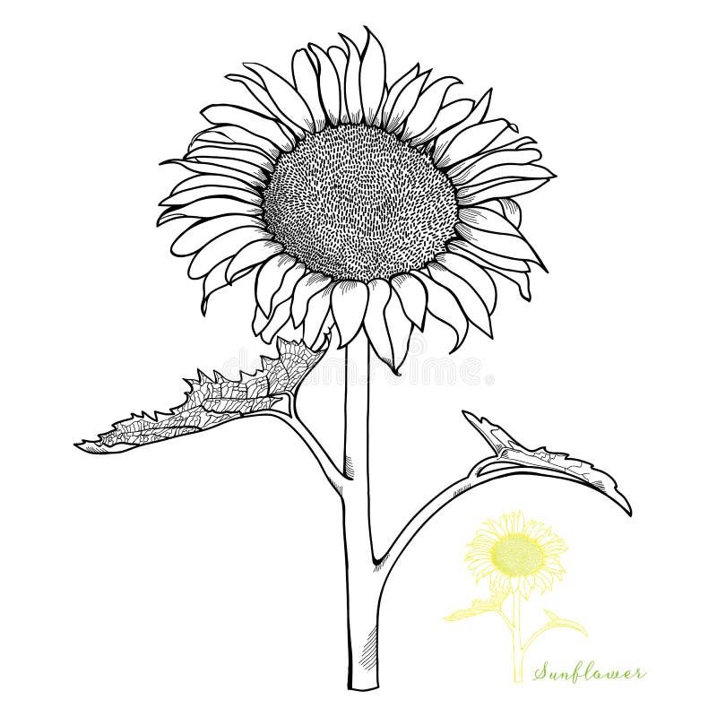 Tecknad handsolros vektor illustrationer. Illustration av skönhet ...