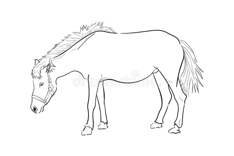 Skizze eines Pferdes vektor abbildung. Illustration von pferde - 155028338