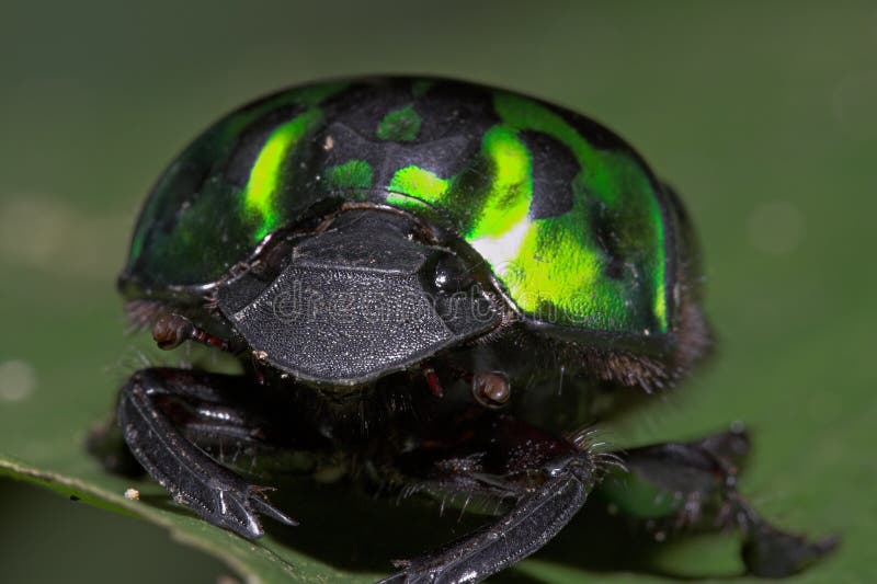 Grön skalbagge arkivfoto. Bild av färgrikt, suddig, buffoon - 36152838