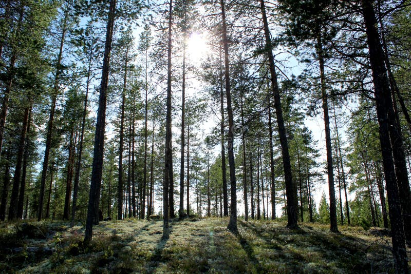 Skog fotografering för bildbyråer. Bild av grön, träd - 25964705