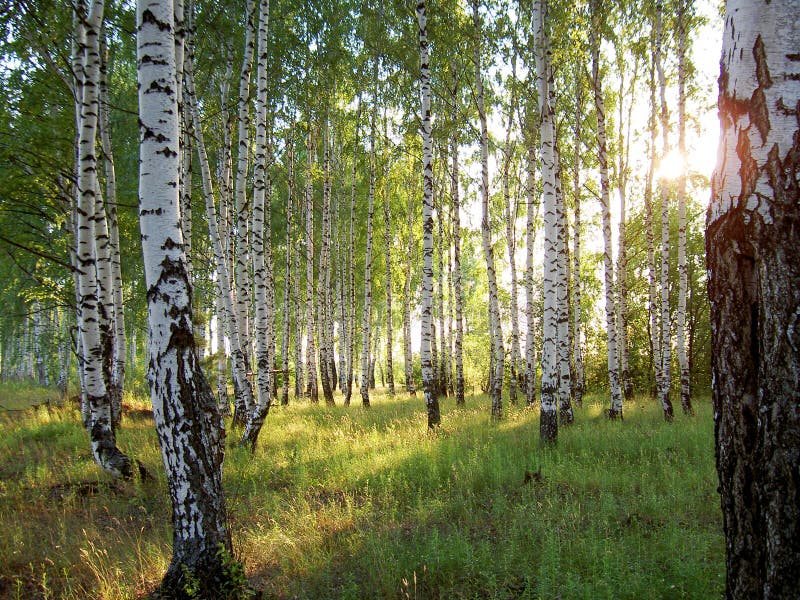 Skog Bild. Bild: 2787146