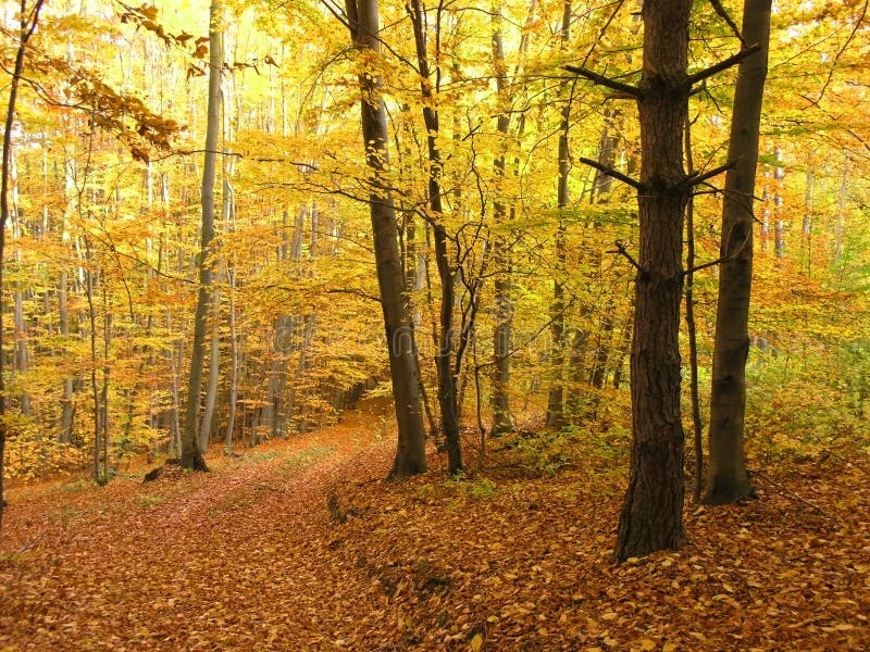 Skog arkivfoto. Bild av blad, bana, jord, rekreation, sjö - 4087966