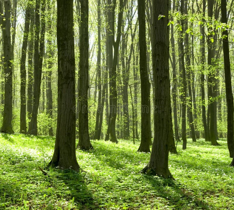 Skog arkivfoto. Bild av liggande, skog, natur, växter - 6051666