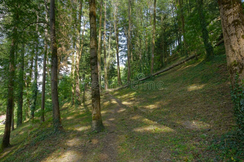 Skog arkivfoto. Bild av växt, härlig, inget, miljö, natur - 67857830