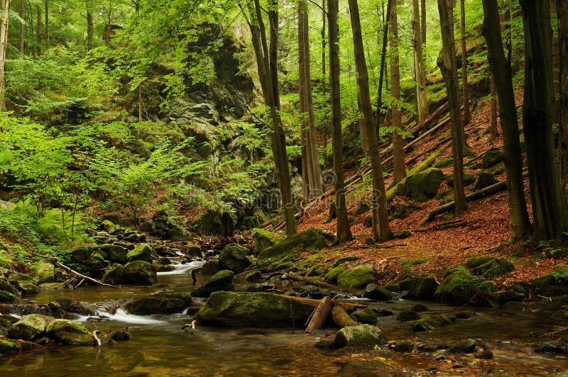 Skog arkivfoto. Bild av natur, utanför, relax, grönska - 6855366