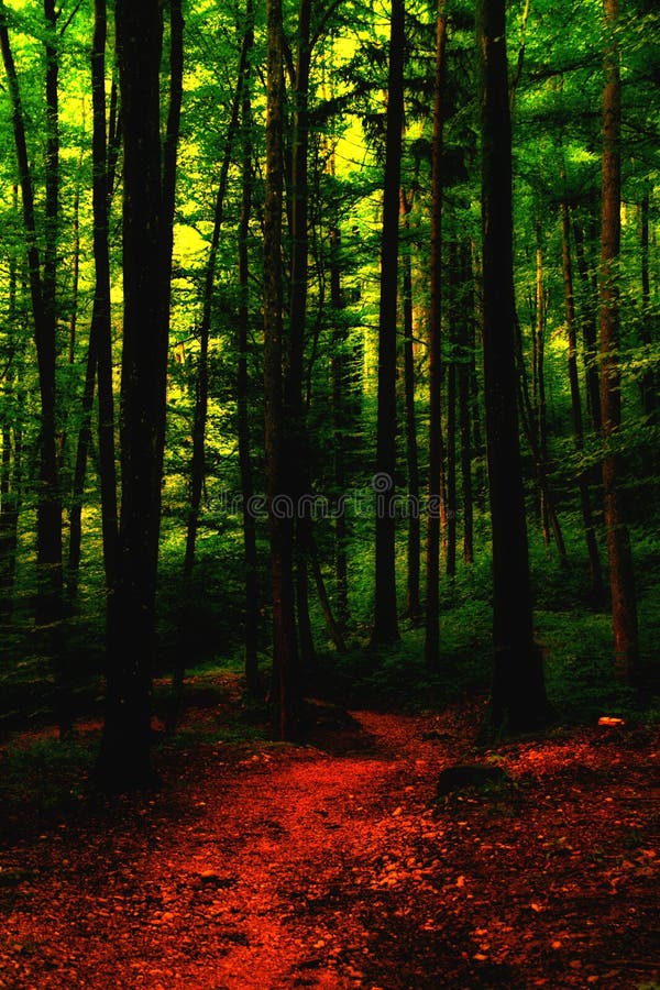 Skog arkivfoto. Bild av lövverk, bakgrund, löv, regn, stor - 6870332